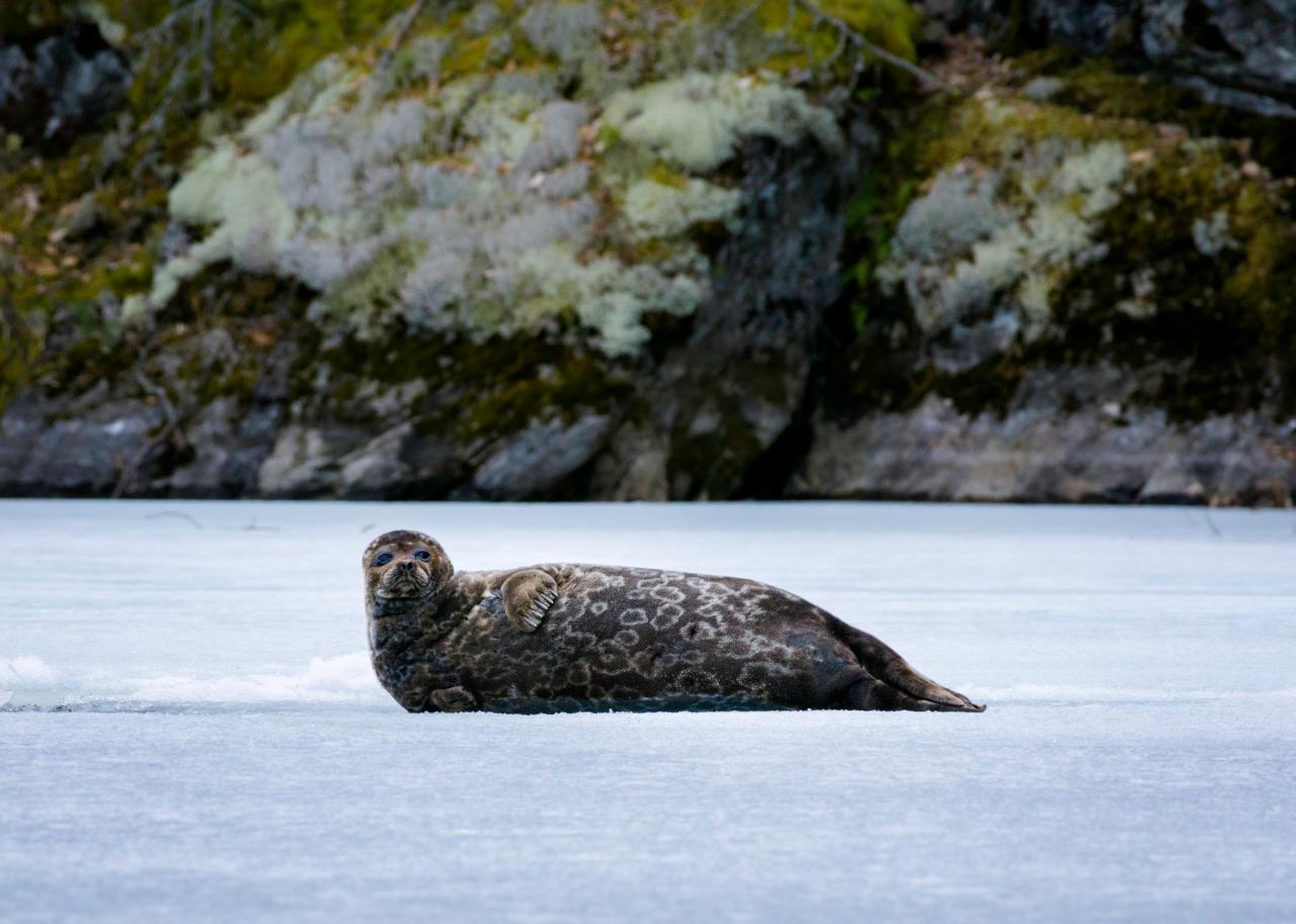 Saimaannorppa Saimaalla | Laiturilla - Laiturilla-hanke