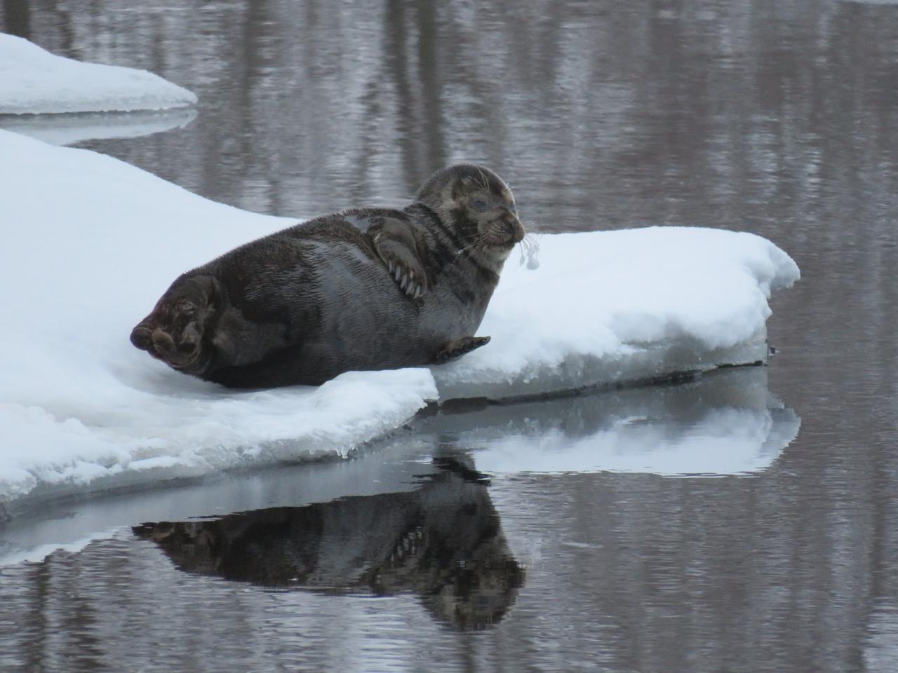 Saimaannorpan salaperäinen talvi - Laiturilla-hanke